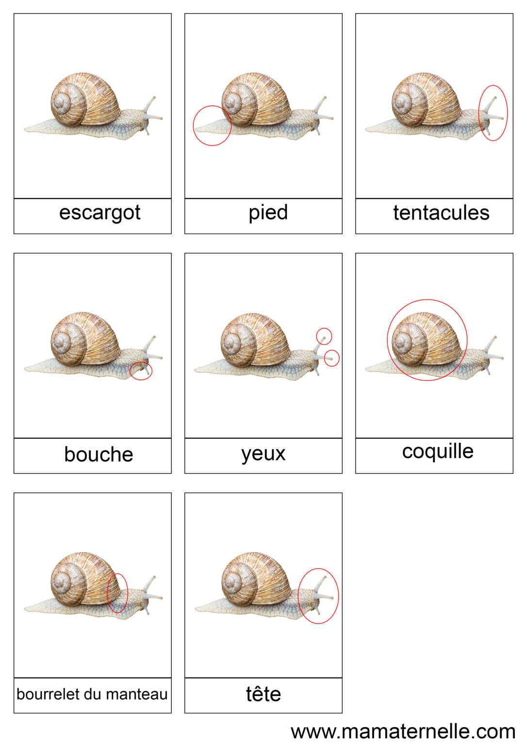 Cartes de nomenclature : Escargot - Ma Maternelle