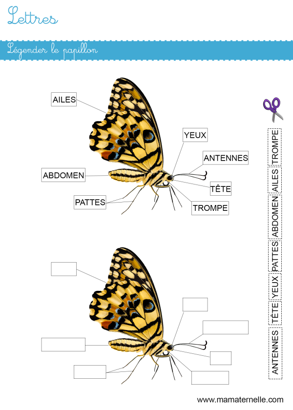 Lettres : légender le papillon - Ma Maternelle