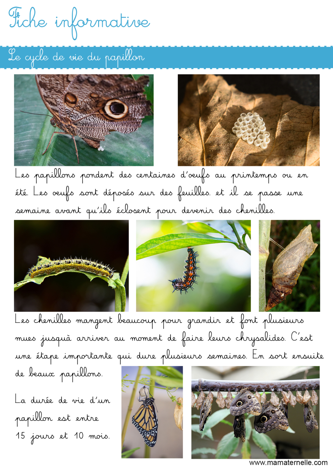 Fiche informative : le papillon - Ma Maternelle