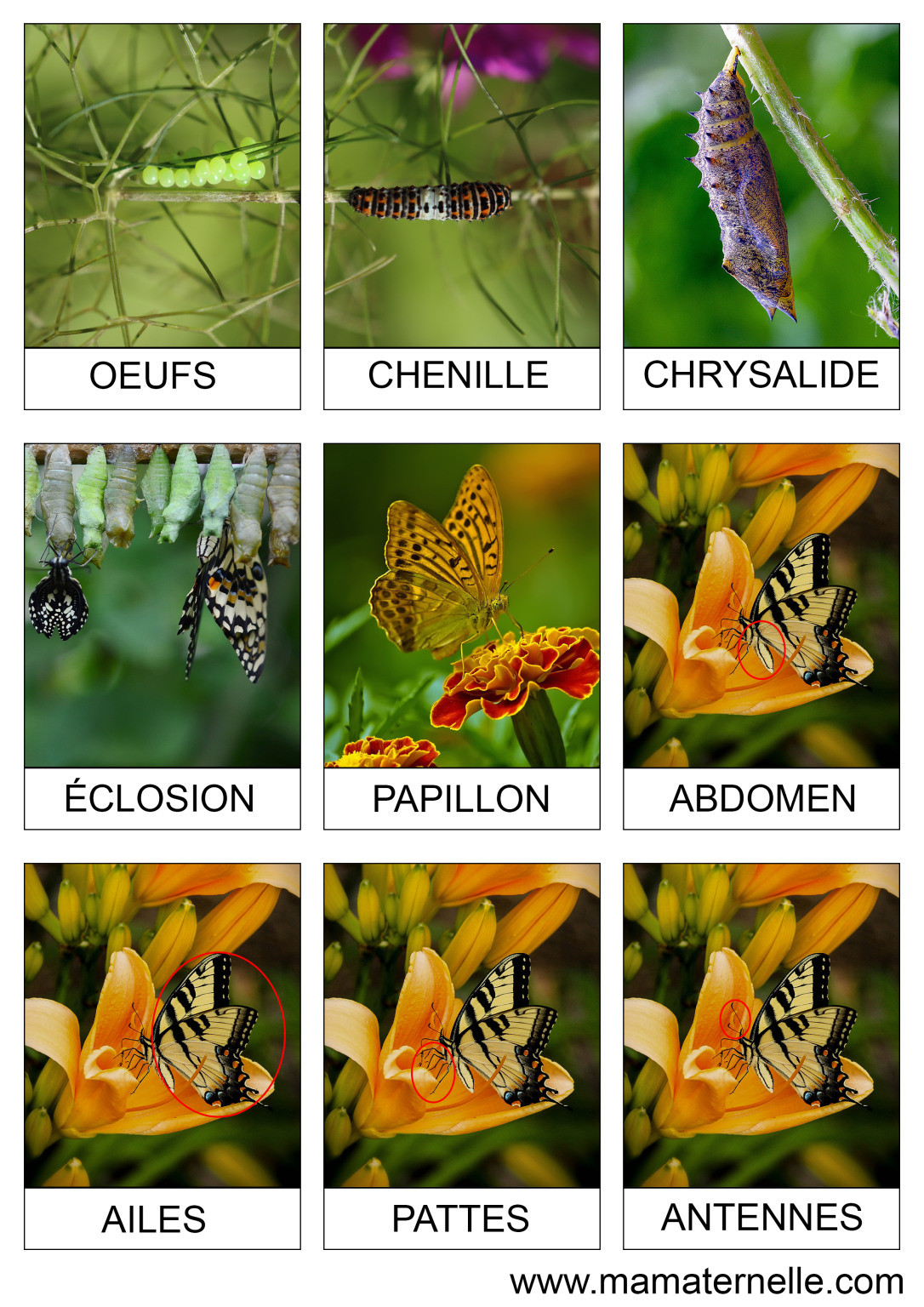 Cartes de nomenclature : Papillons - Ma Maternelle