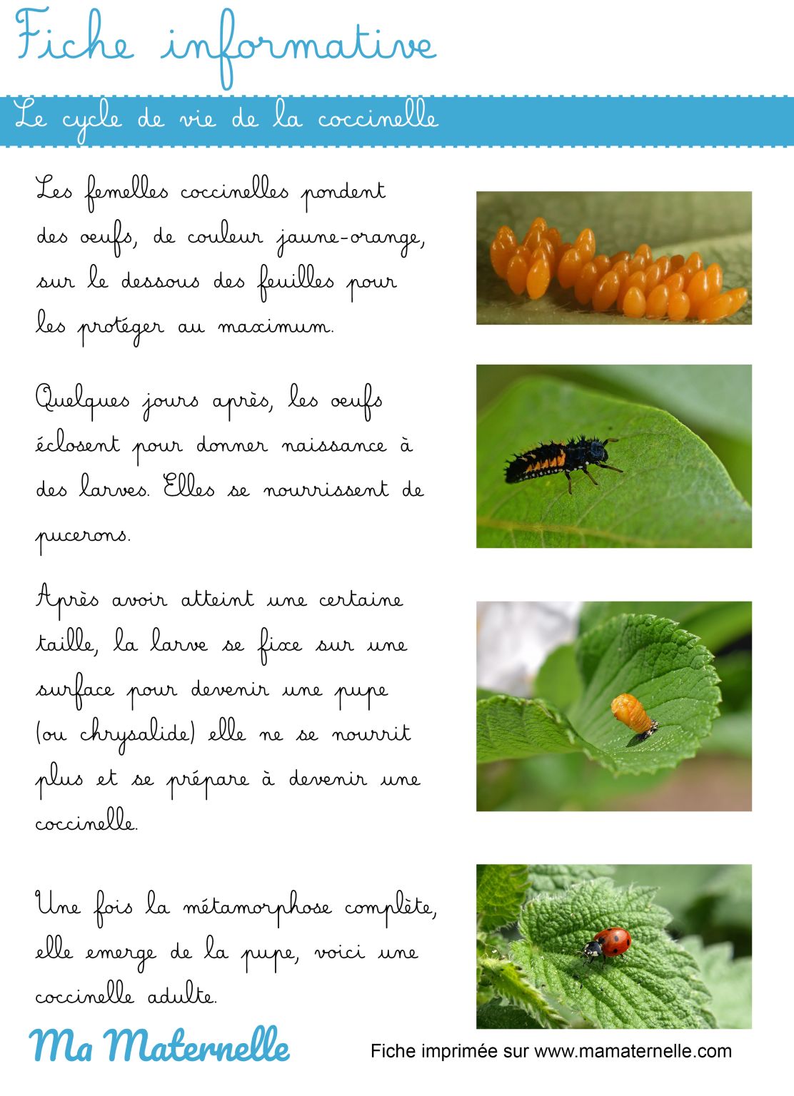 Fiche informative : le cycle de vie coccinelle - Ma Maternelle