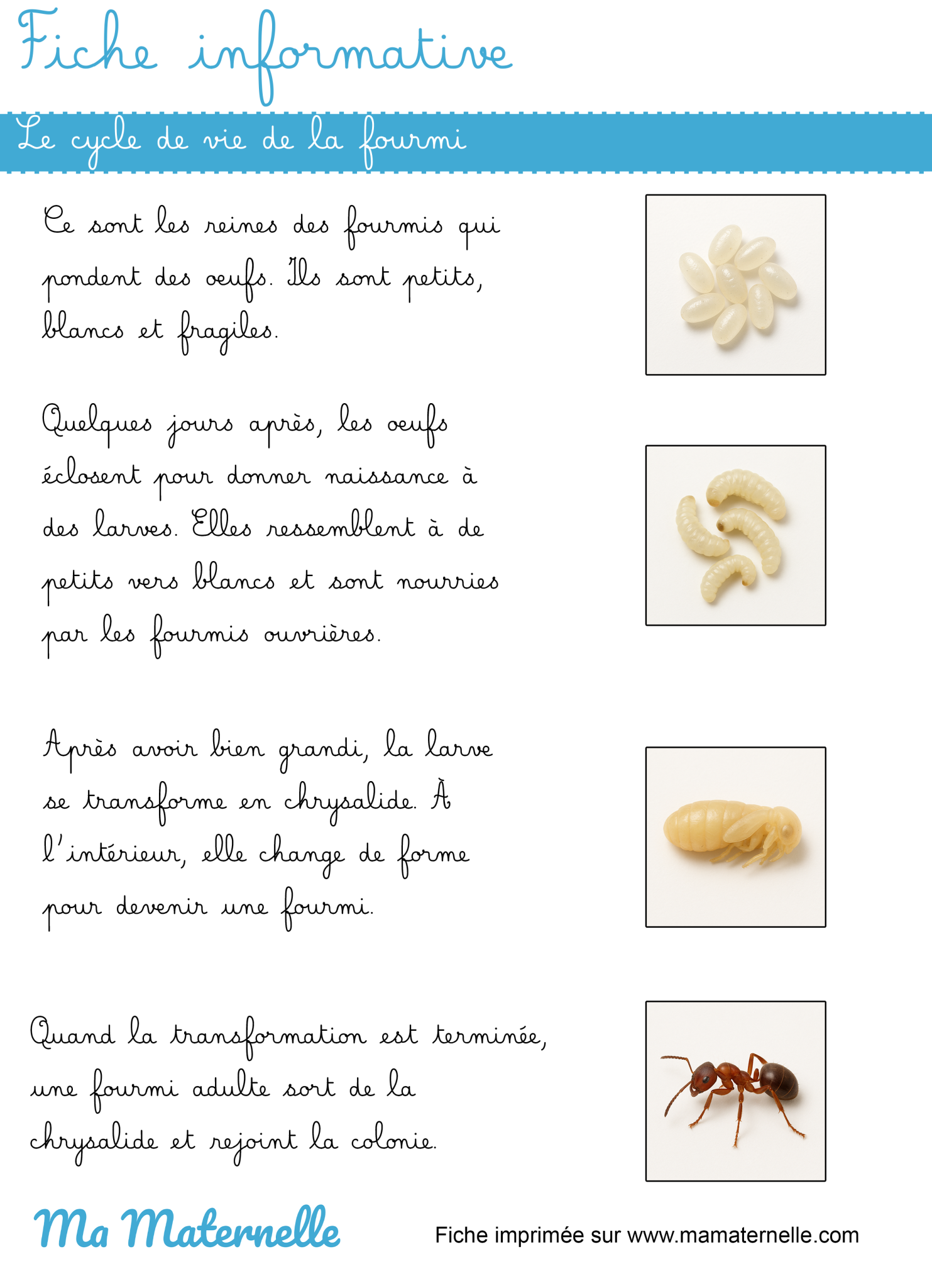 Fiche informative : le cycle de vie fourmi - Ma Maternelle
